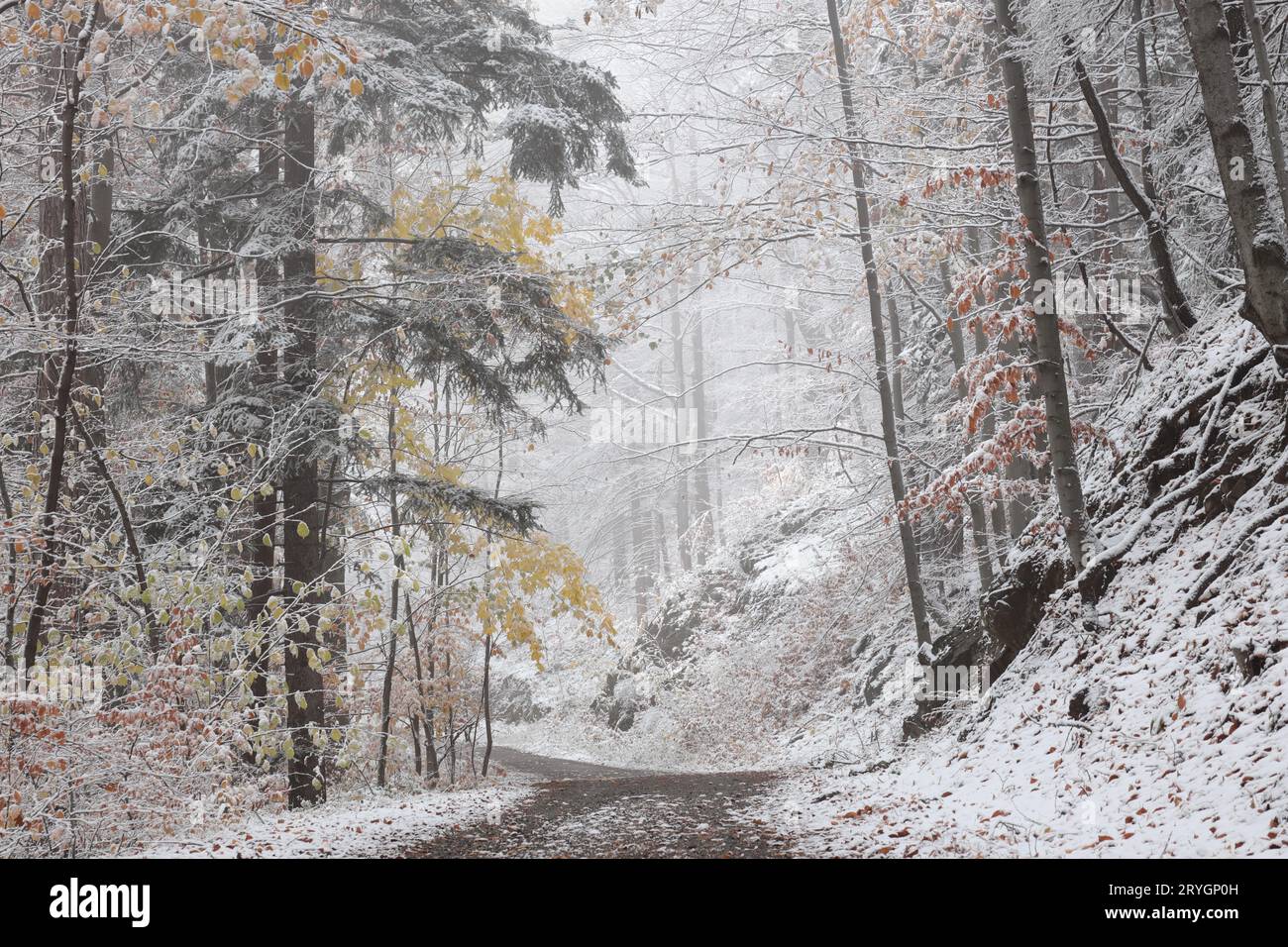 Oak trees path snow scene christmas season hi-res stock photography and ...
