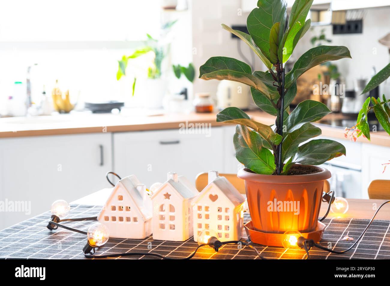 Ficus lirata bambino hi-res stock photography and images - Alamy