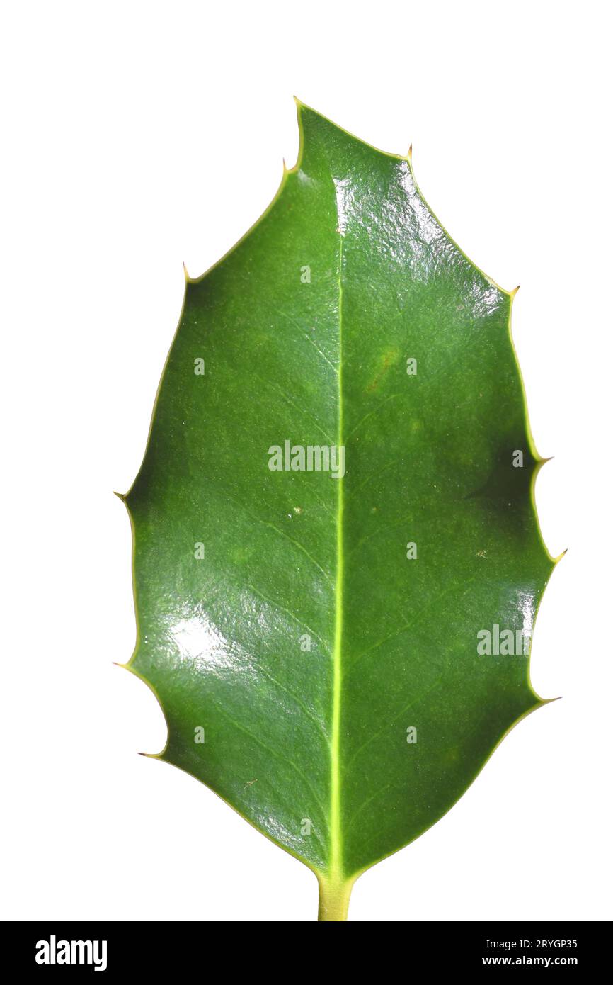 Detail of the upper side of a holly leaf (Ilex aquifolium) with a white ...