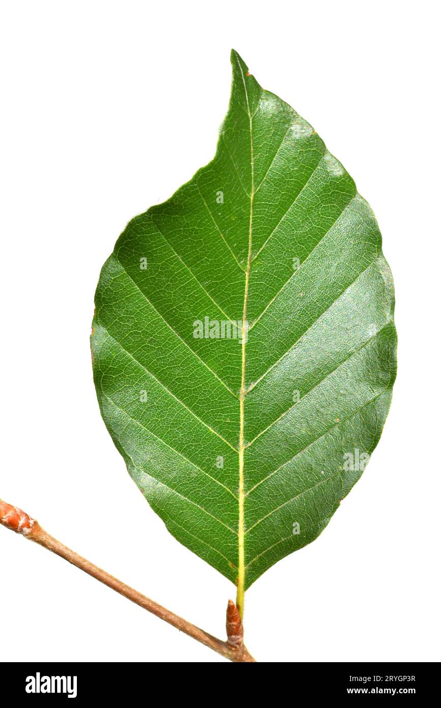 Morphology botany hi-res stock photography and images - Alamy