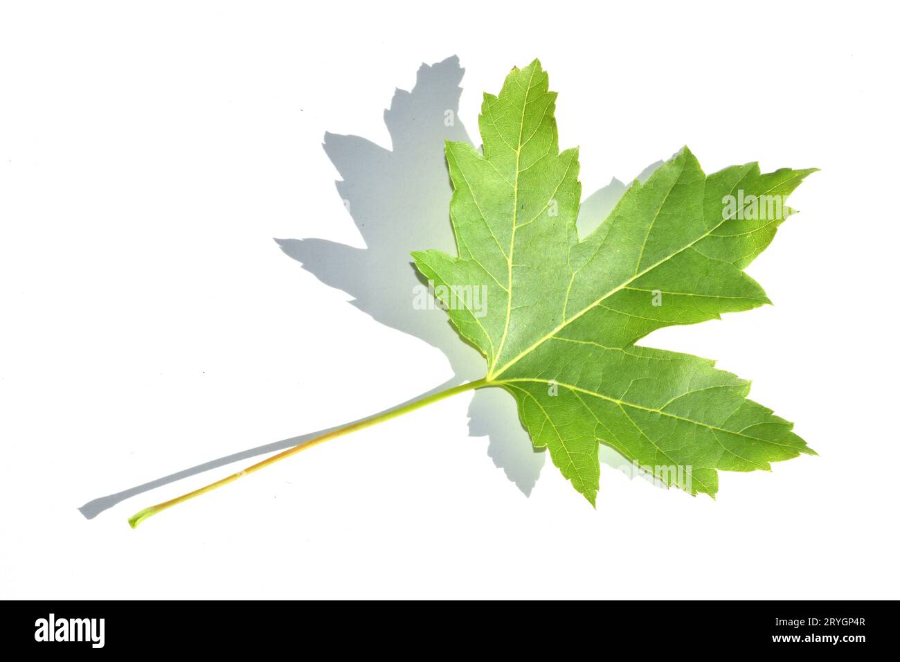 Leaf of silver maple (Acer saccharinum) seen by the upper side against ...