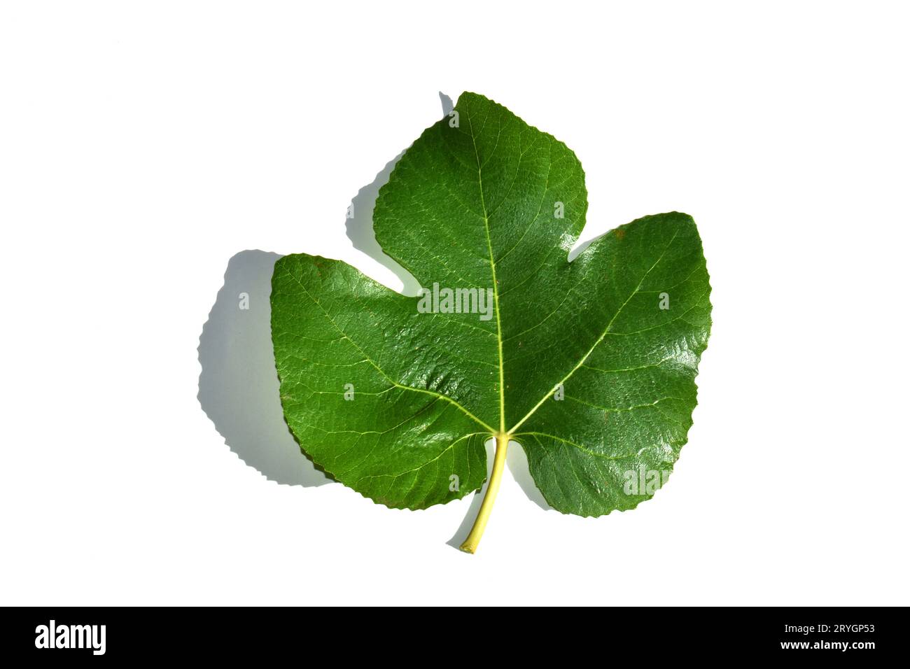 Top side view of a fig leaf (Ficus carica) on a white background Stock ...