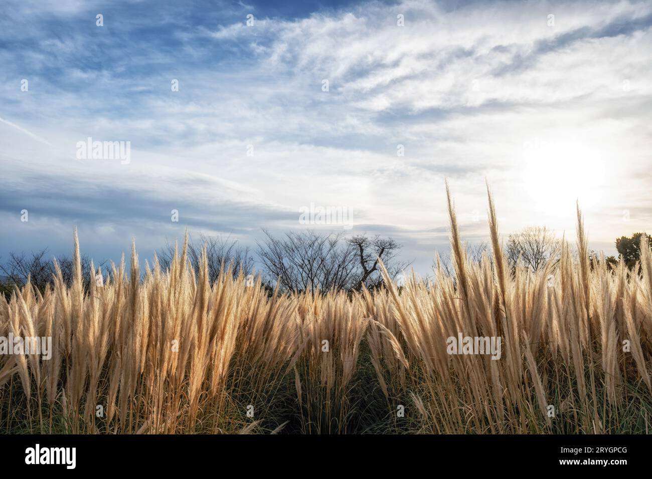 Cheonsa island hi-res stock photography and images - Alamy