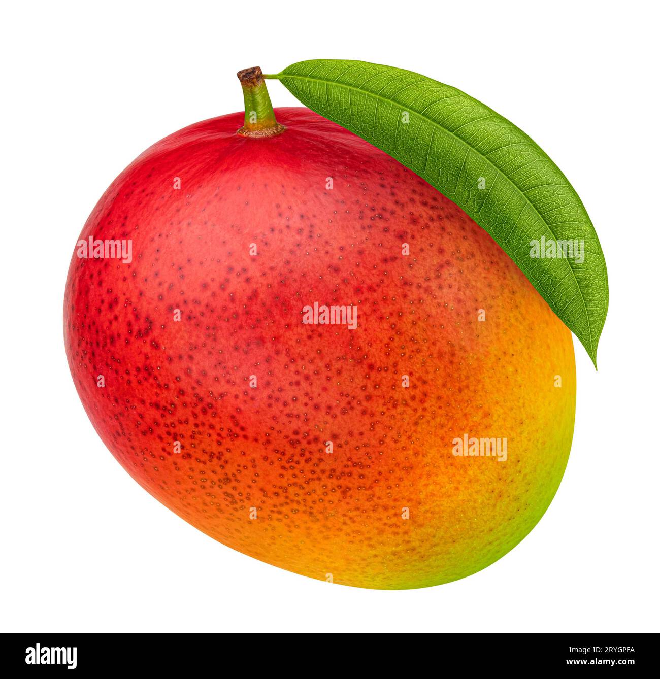 One whole mango fruit isolated on white background Stock Photo - Alamy