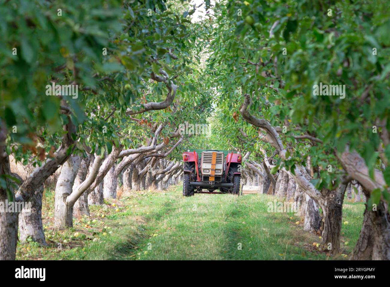 Old tractor with trailer in the apple trees orchard Stock Photo - Alamy