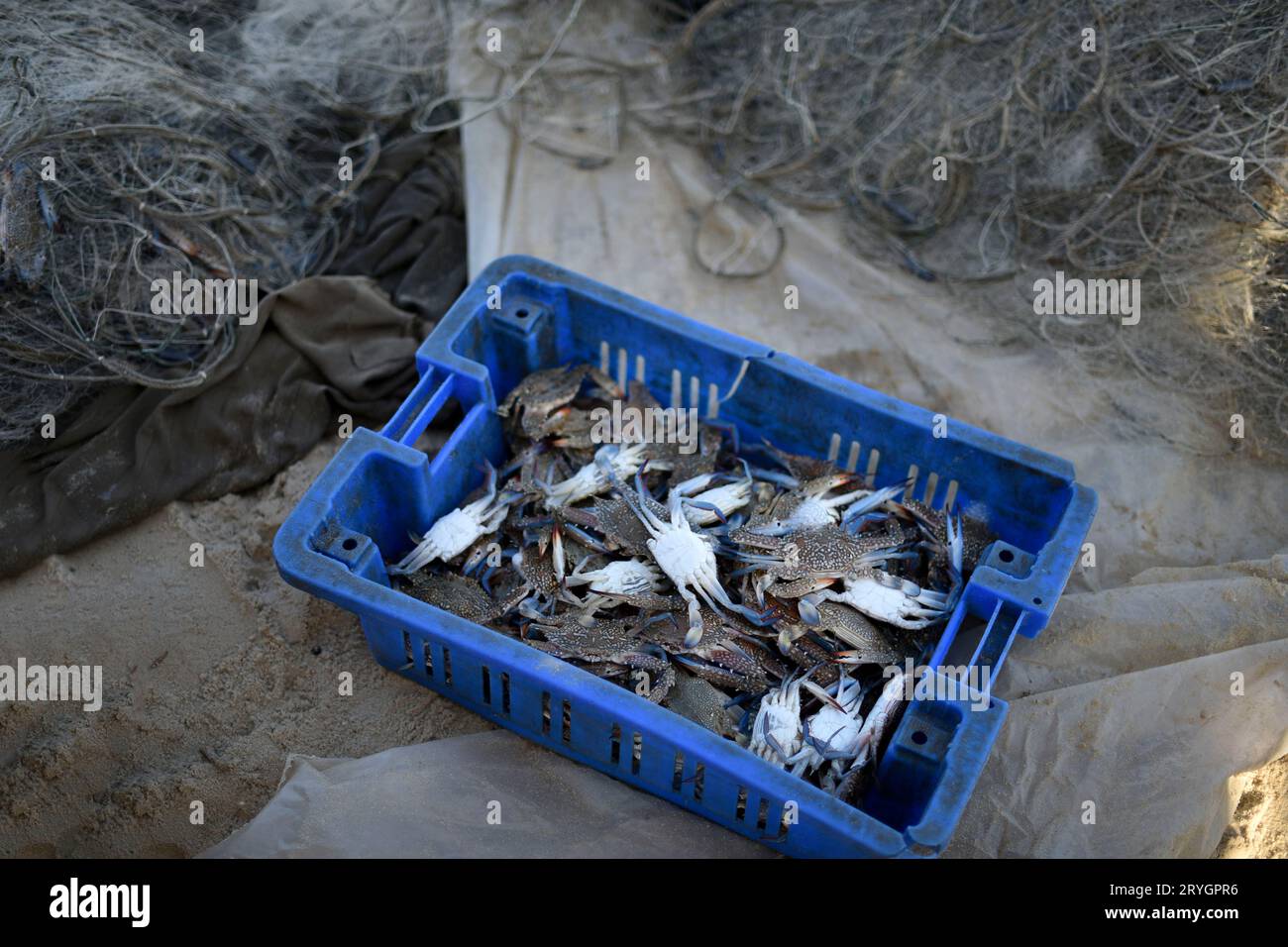 Gaza, Palestine. 01st Oct, 2023. Crabs seen in a crate after being ...