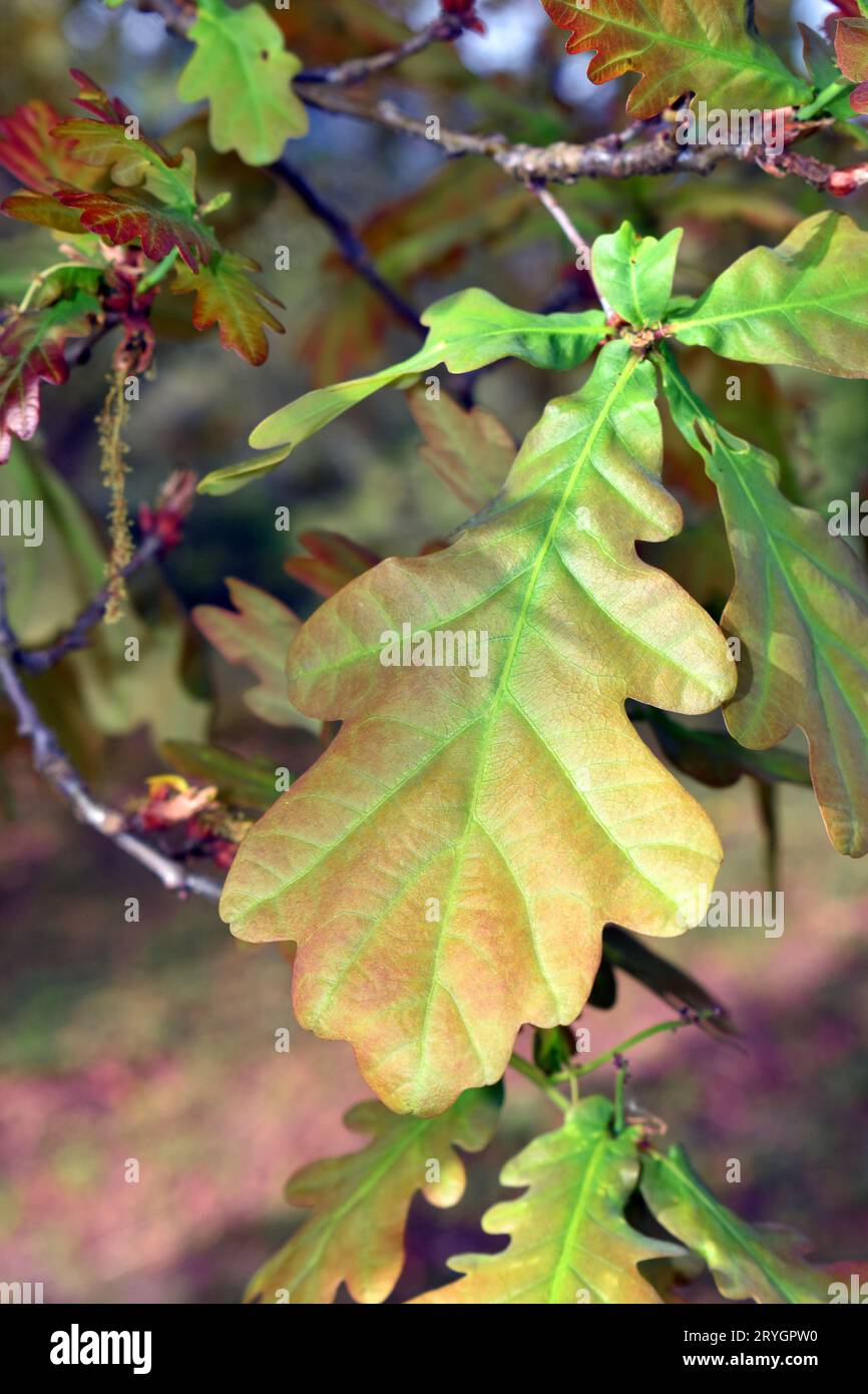 Detail of a leaf of the Pedunculated Oak (Quercus robur) on a branch ...