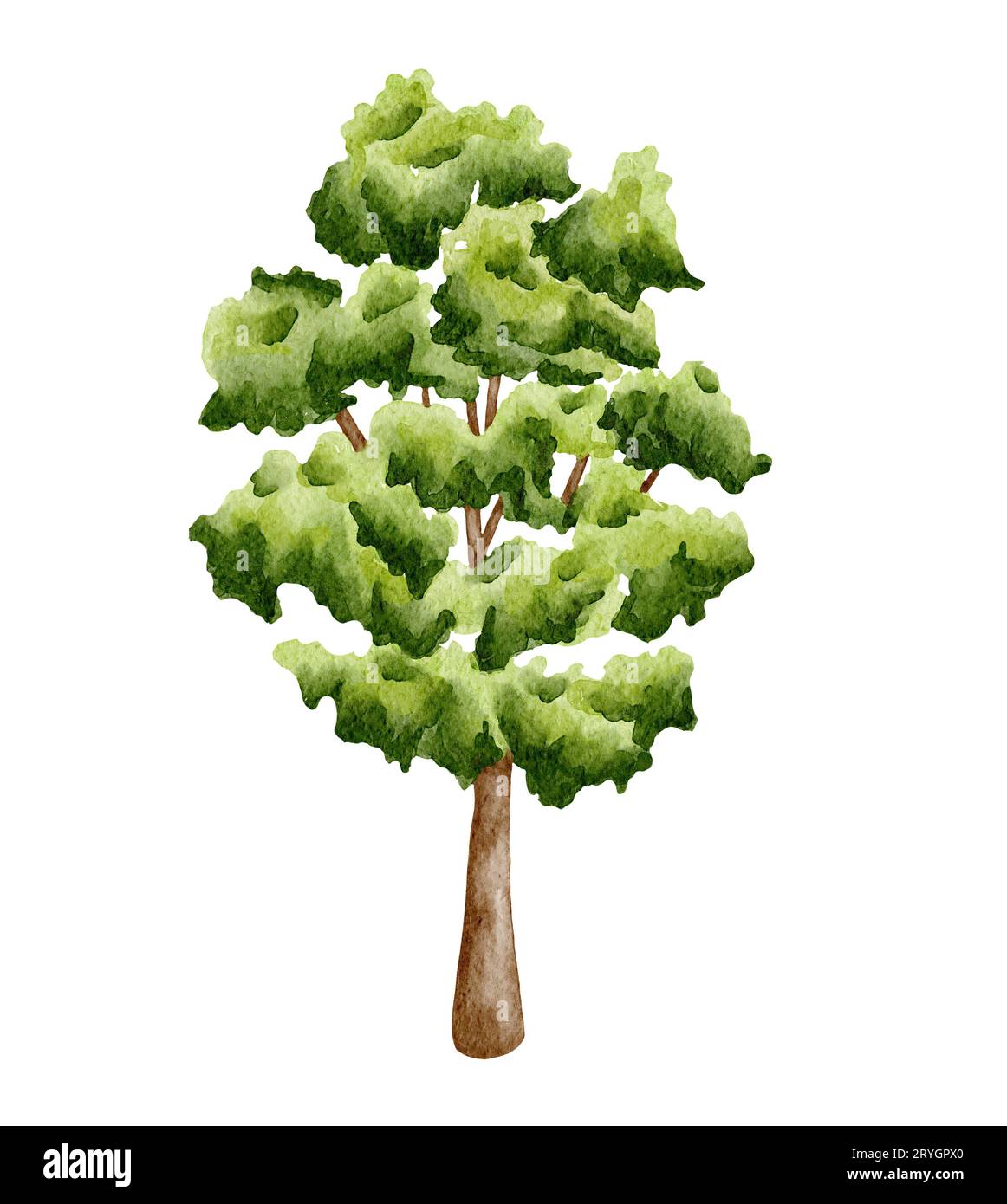 Deciduous trees watercolor hi-res stock photography and images - Alamy