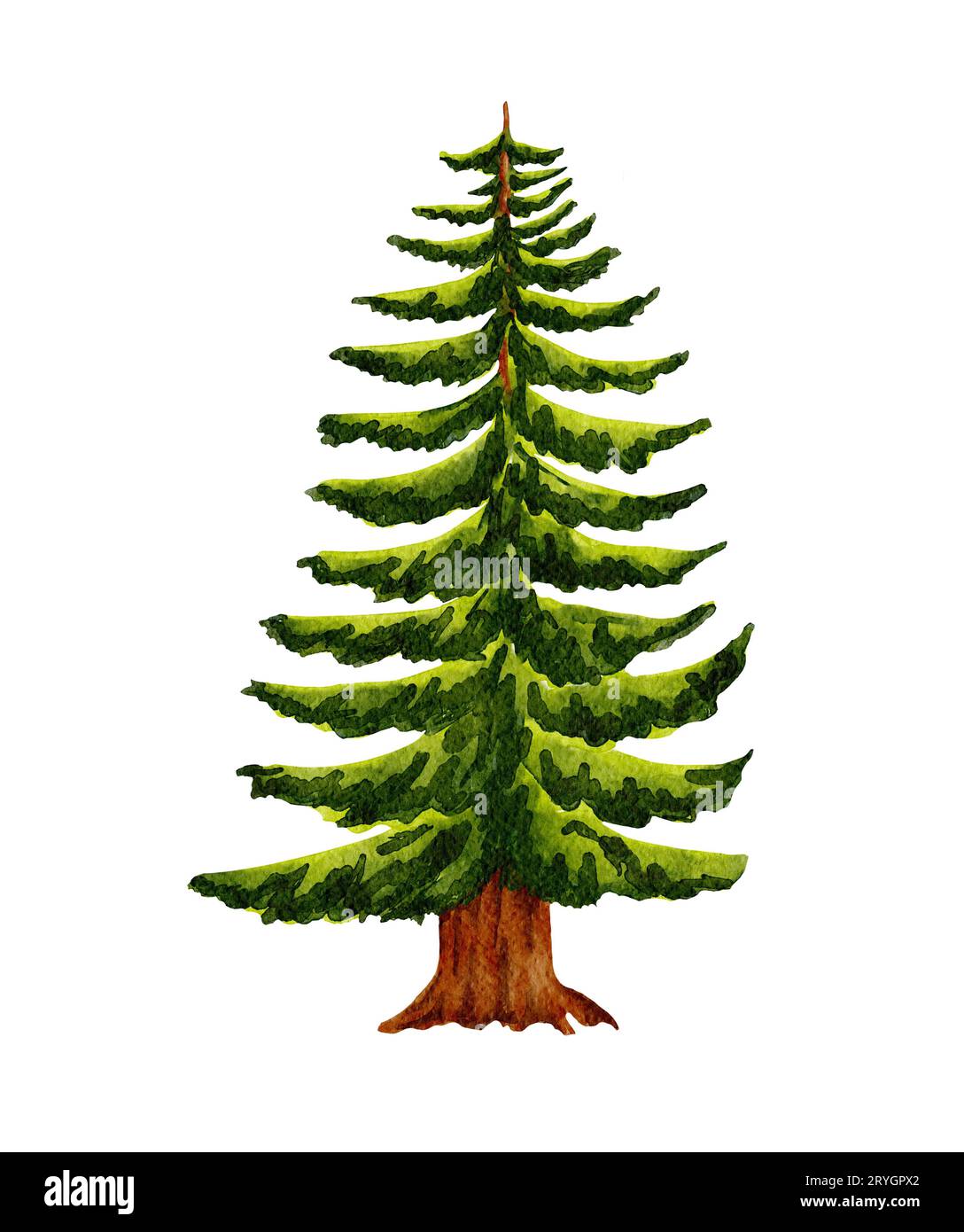 Watercolor forest tree. Hand drawn pine trees illustration Stock Photo ...
