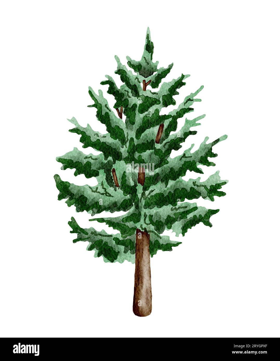 Watercolor forest tree. Hand drawn pine trees illustration Stock Photo ...