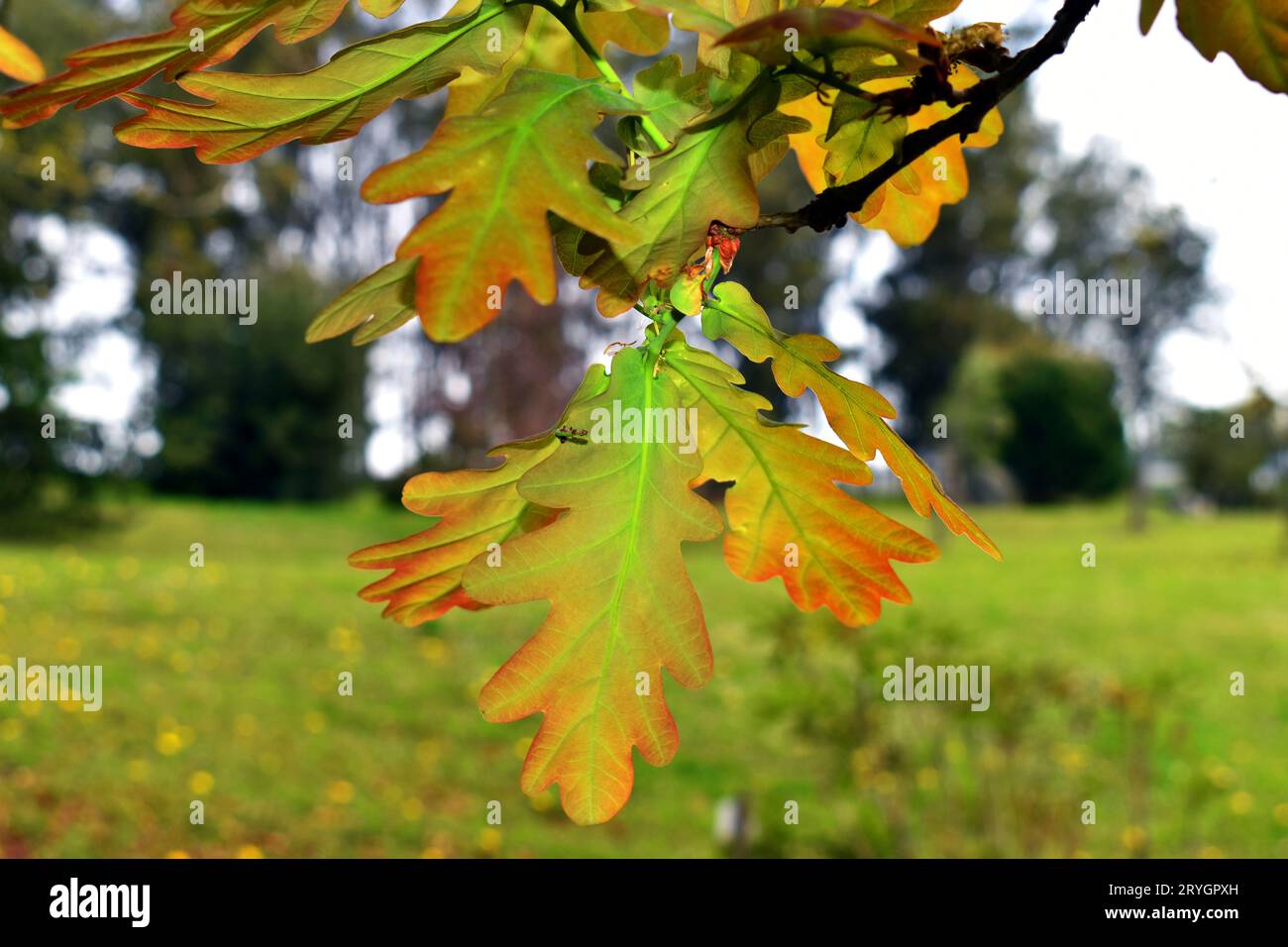 Detail of a leaf of the Pedunculated Oak (Quercus robur) on a branch ...