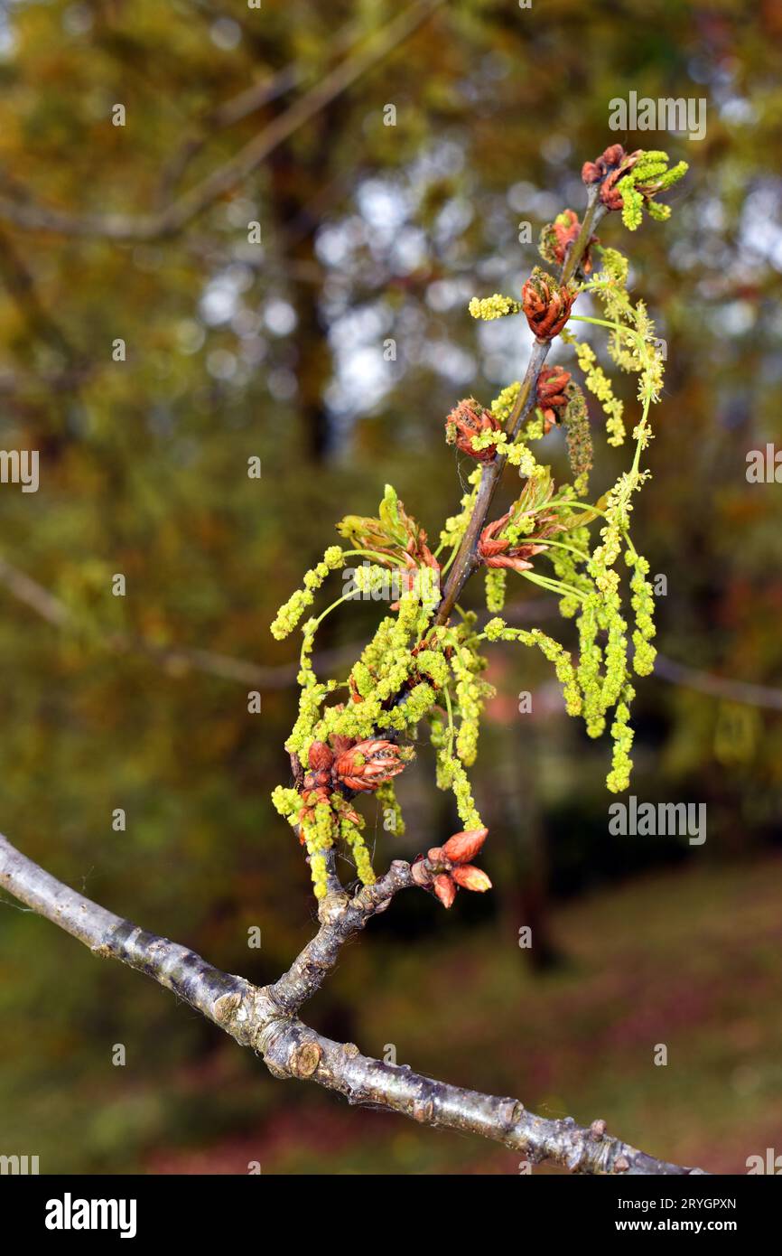 Male flowers of the Pedunculated Oak (Quercus robur) on a branch Stock ...