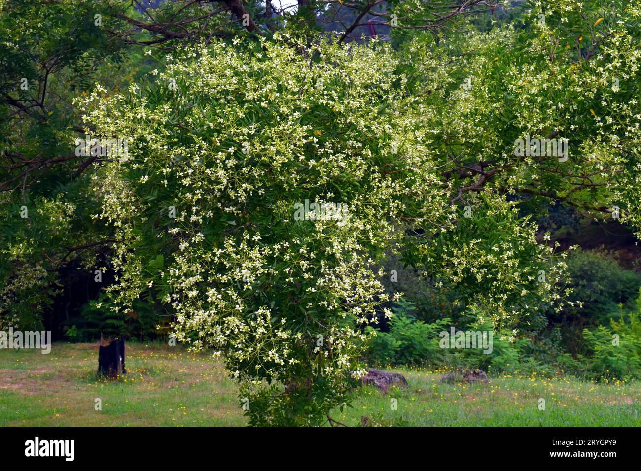Branches of the pagoda tree (Styphnolobium japonicum or Sophora ...