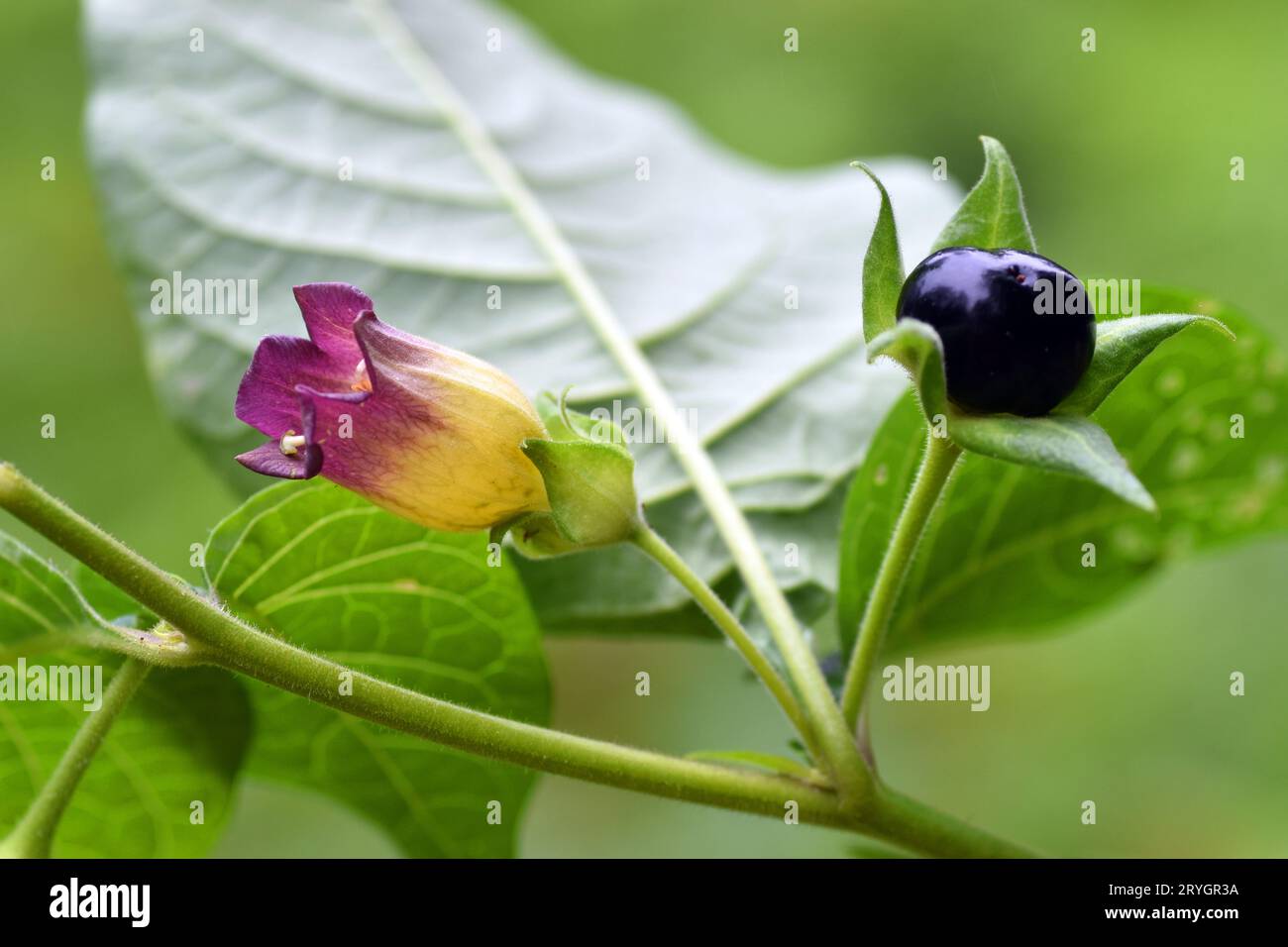 Fruit flower belladonna atropa hi-res stock photography and images - Alamy
