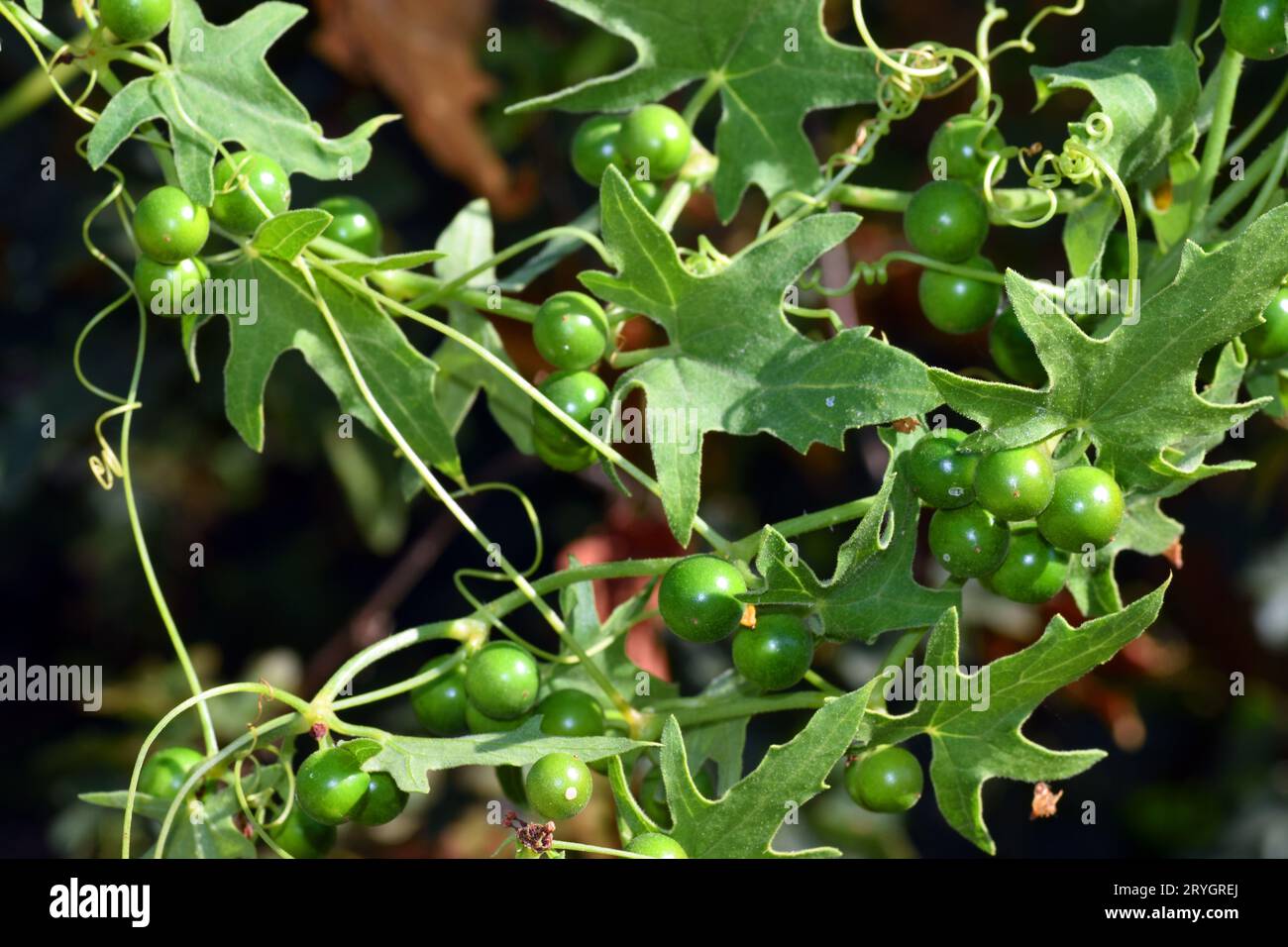 Leaves and green (immature) fruits of the bryony (Bryonia dioica Stock ...