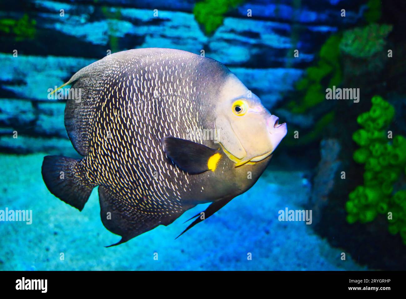 Beautiful colorful fish in the aquarium Stock Photo - Alamy