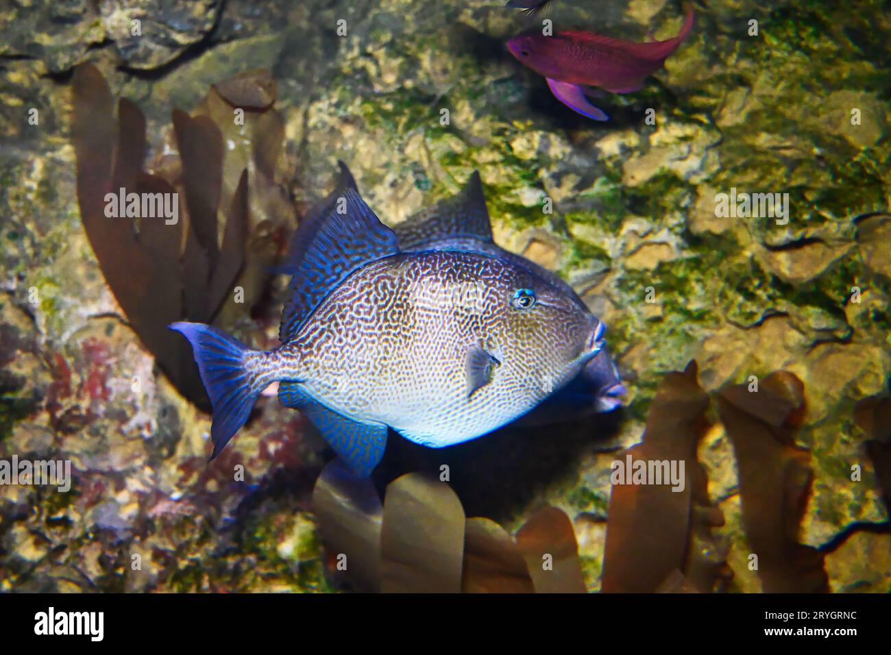 Beautiful colorful fish in the aquarium Stock Photo - Alamy
