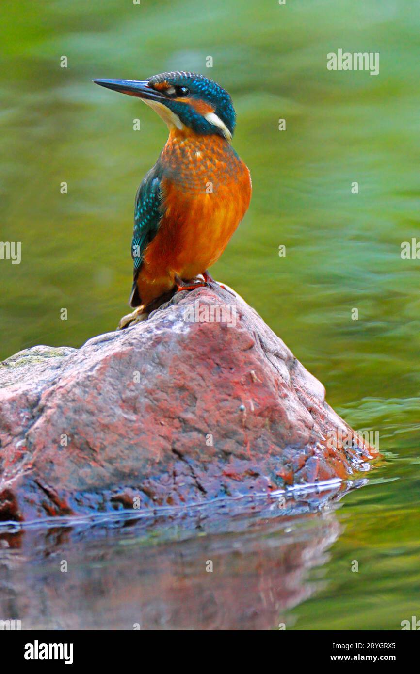 Kingfisher bird uk hi-res stock photography and images - Alamy