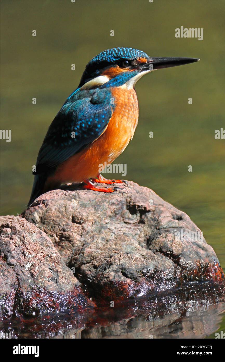 Kingfisher bird uk hi-res stock photography and images - Alamy