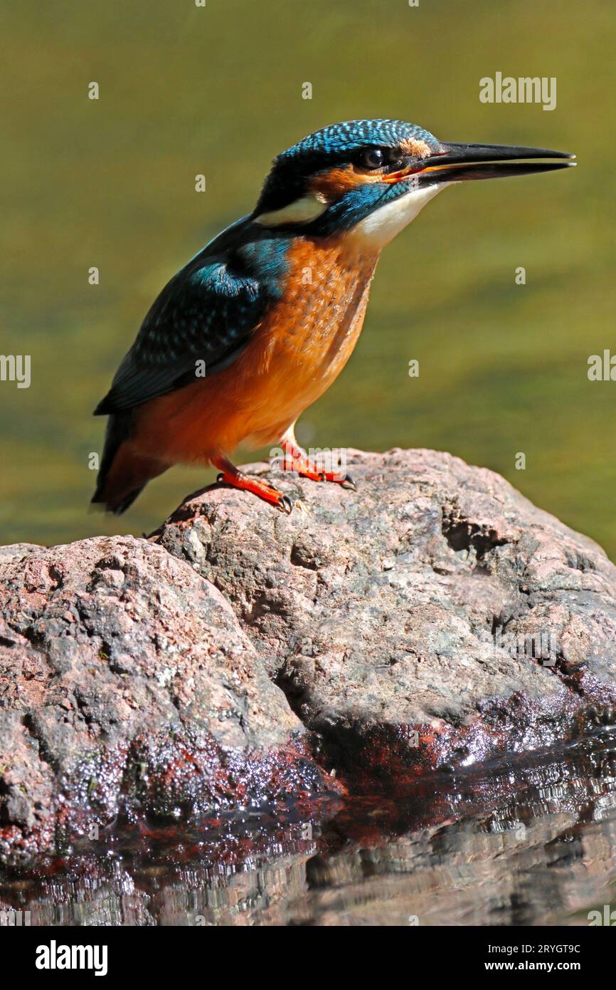 Common river eurasian kingfisher hi-res stock photography and images ...