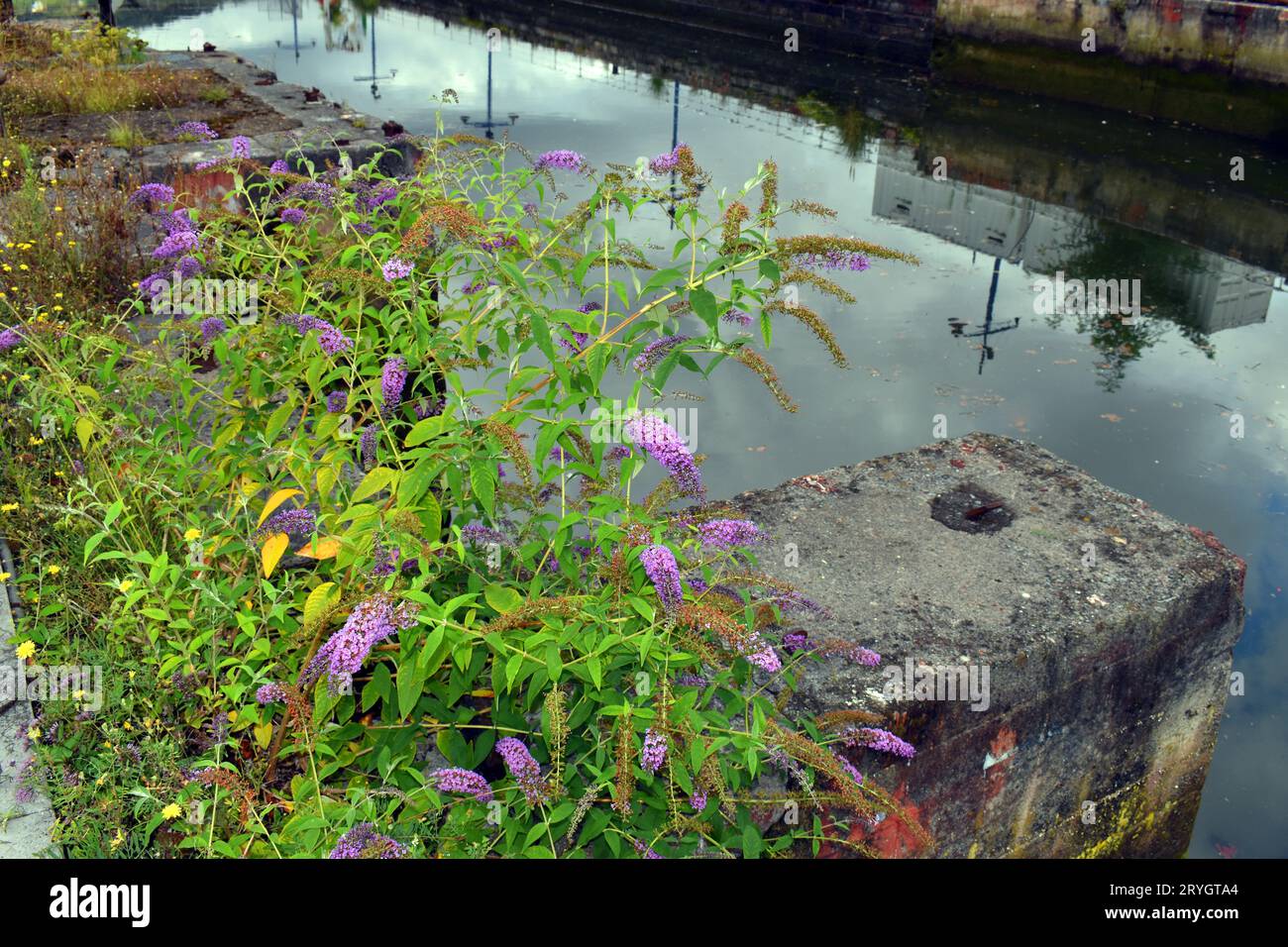 Ruderal plant hi-res stock photography and images - Alamy