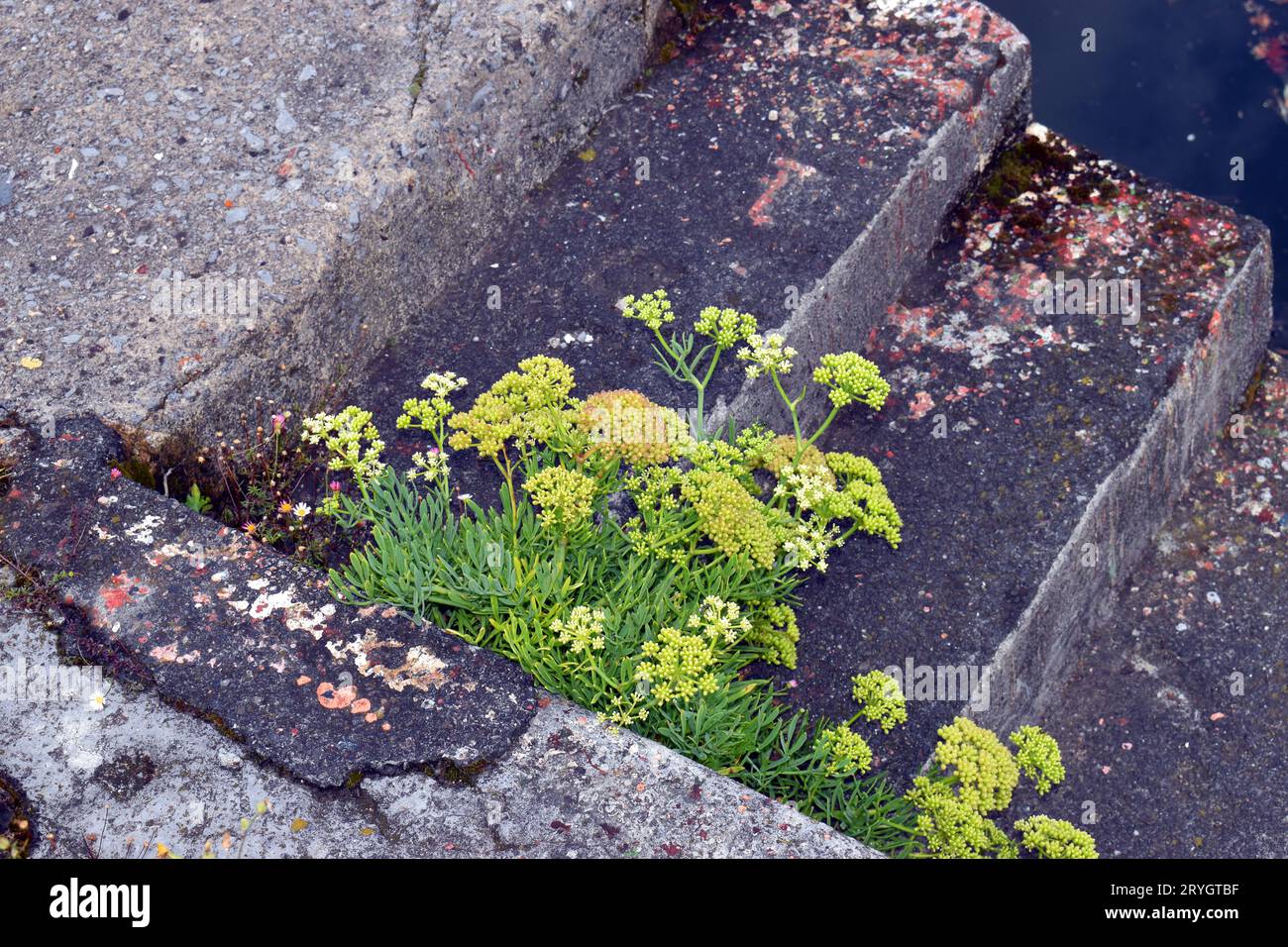 Urban and ruderal plants: sea fennel (Crithmum maritimum) on the docks ...