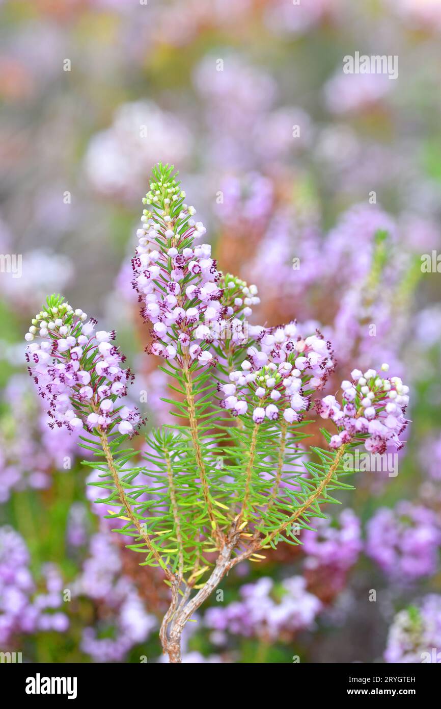 The Cornish heath (Erica vagans) in flower Stock Photo - Alamy