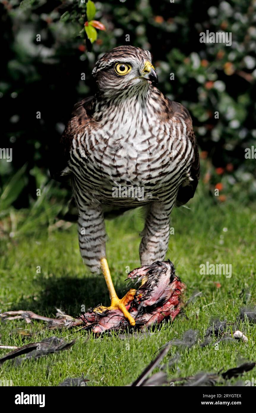 SPARROWHAWK with prey in a garden, UK Stock Photo - Alamy
