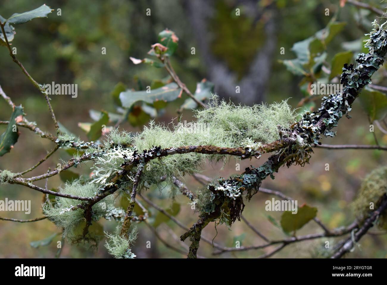 Lichens of the genus Usnea sp. on the branch of an oak Stock Photo - Alamy