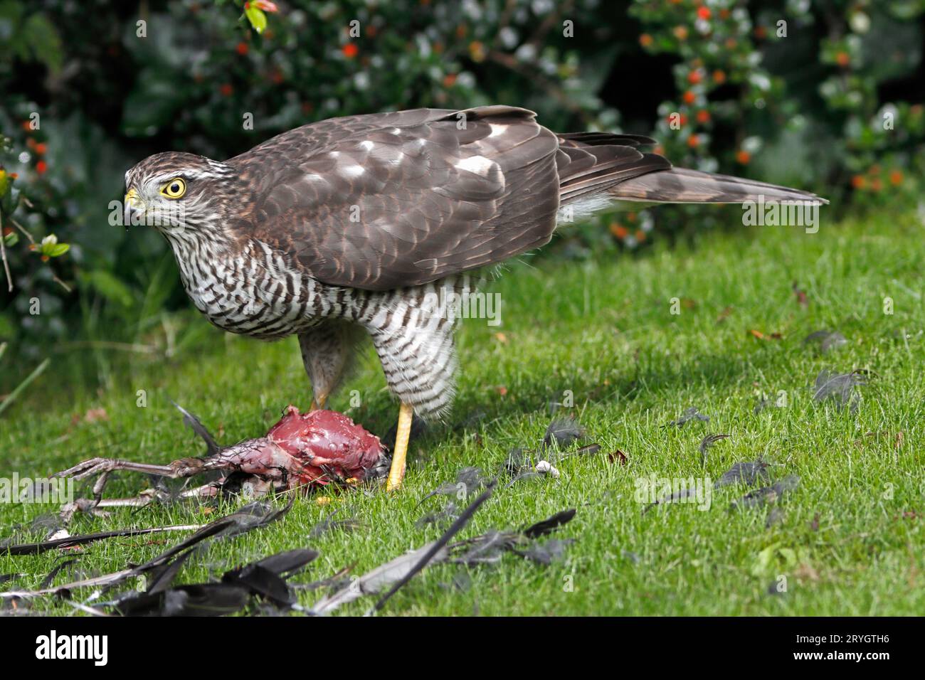 SPARROWHAWK with prey in a garden, UK Stock Photo - Alamy