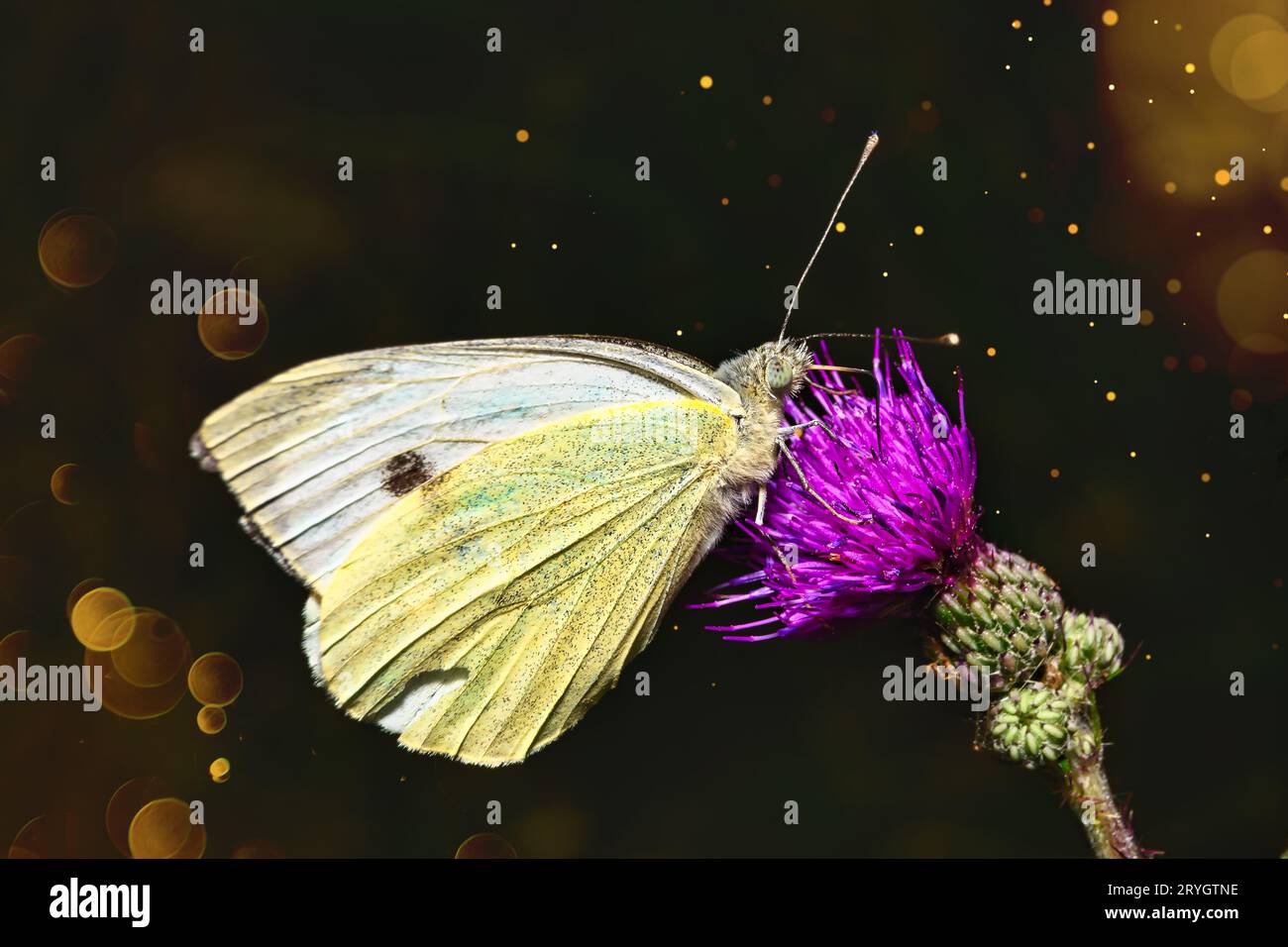 Beautiful tropical butterfly in natural hi-res stock photography and ...