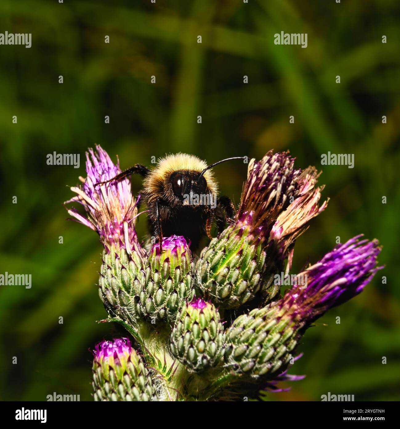 Recreation of a habitat hi-res stock photography and images - Alamy