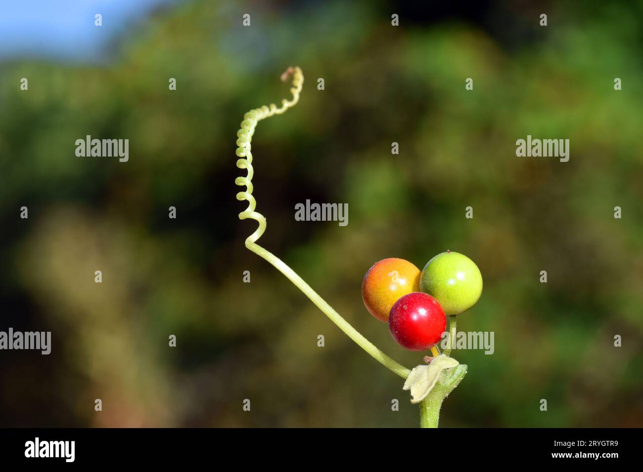 Detail of the leaf, mature and immature fruits and a tendril of the red ...