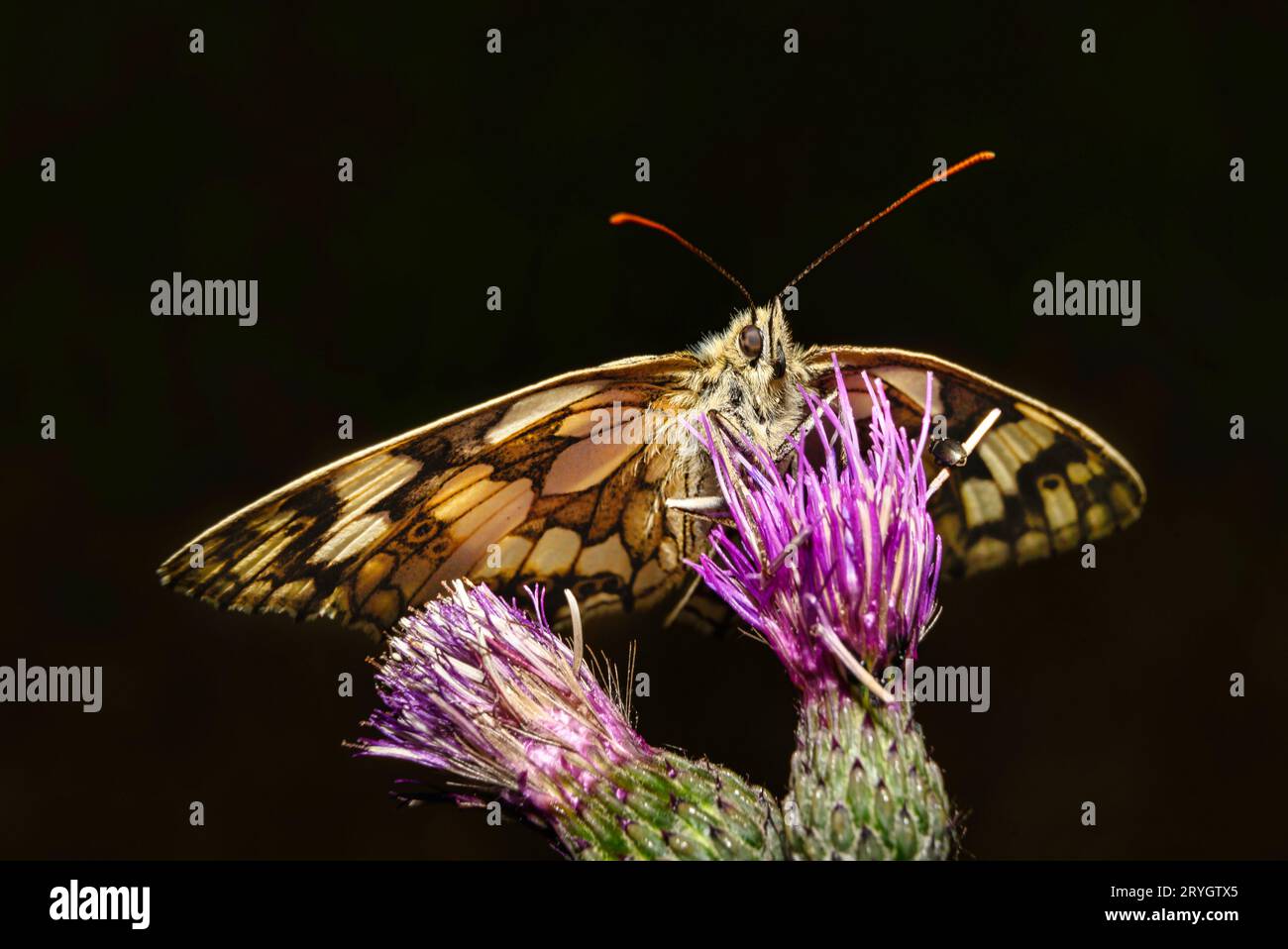 Natural insect view hi-res stock photography and images - Alamy
