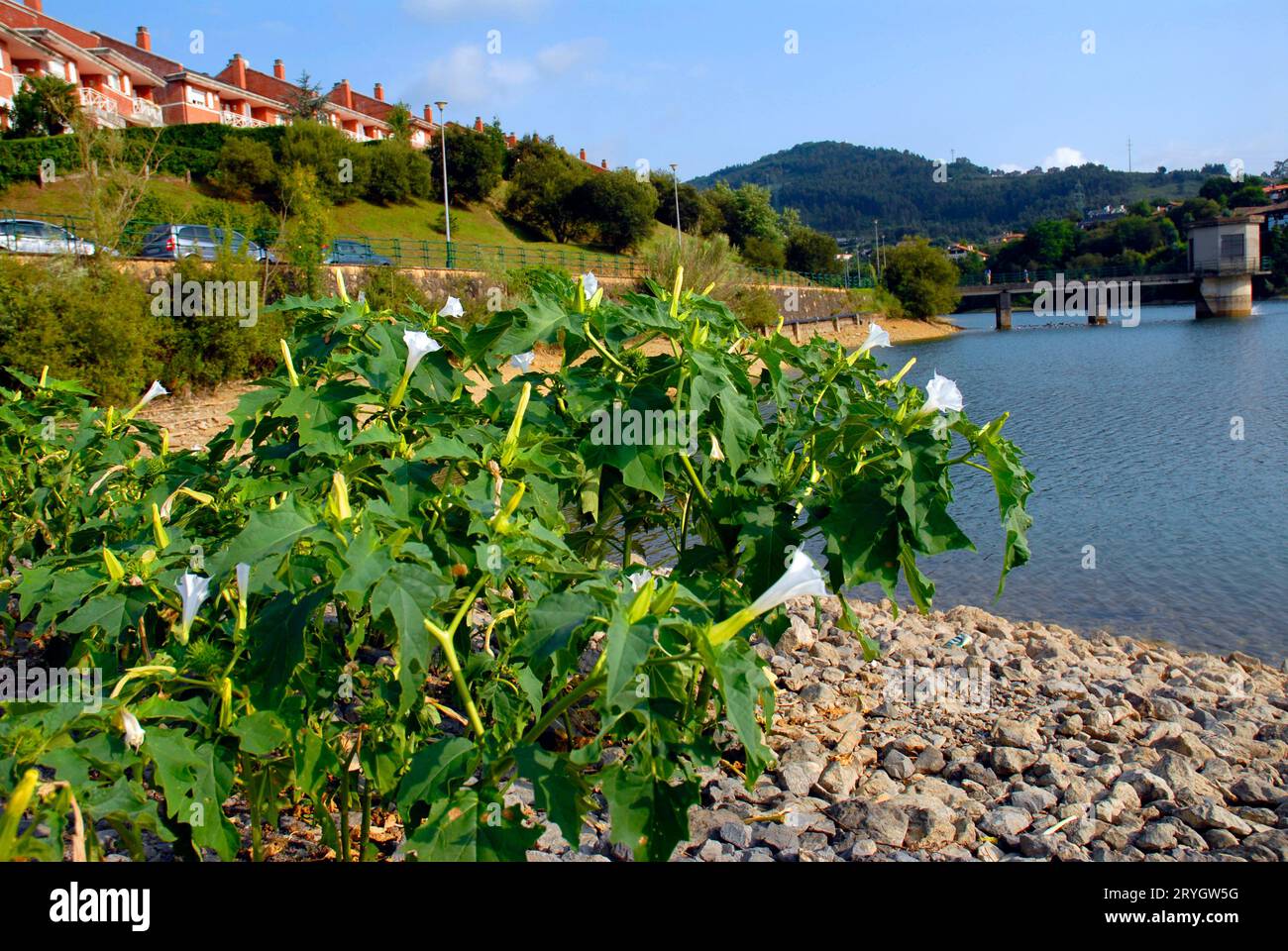 Ruderal plants: Jimson Weed (Datura stramonium) in flower next to a ...