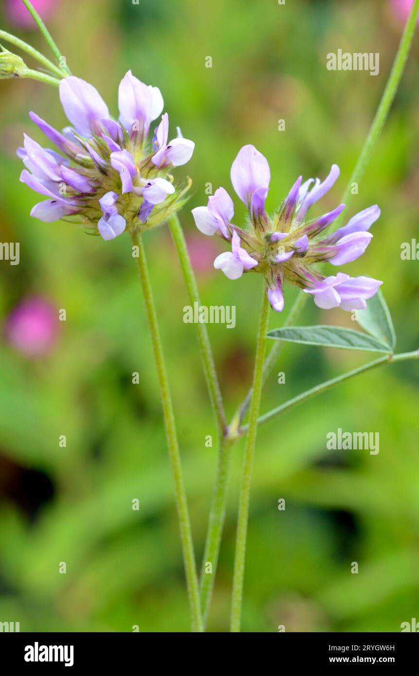 Detail of the flowers of the Arabian pea (Bituminaria bituminosa Stock ...