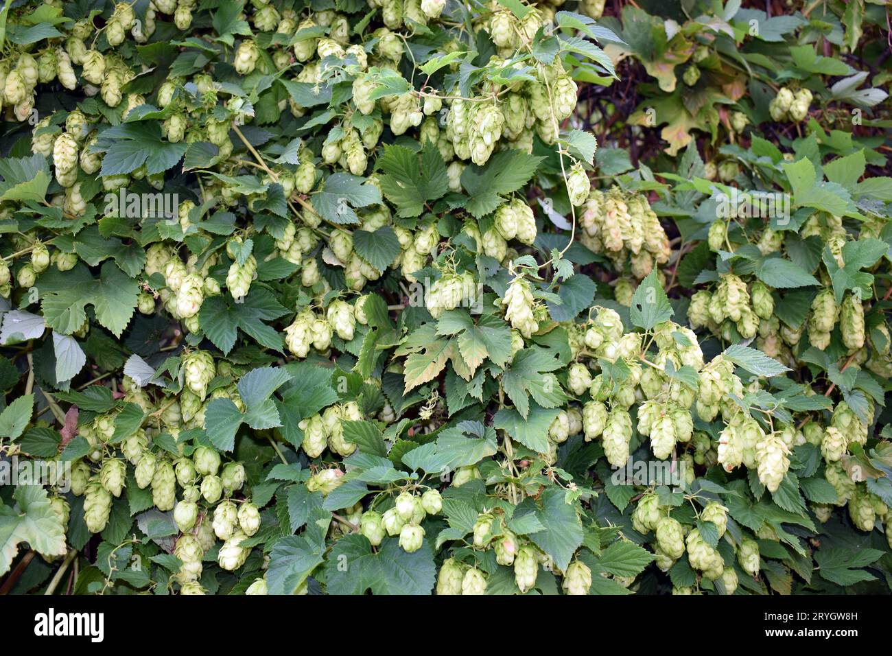 Hop leaves and fruits (Humulus lupulus) in situ, a plant used in the ...