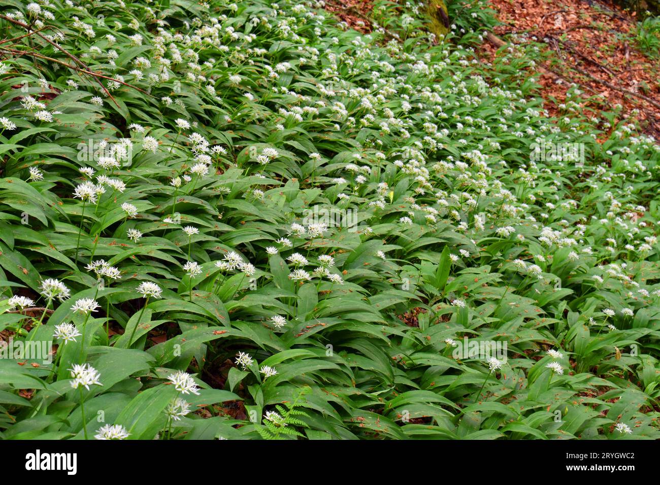 Flowering wild garlic (Allium ursinum) in a beech forest. It is a ...