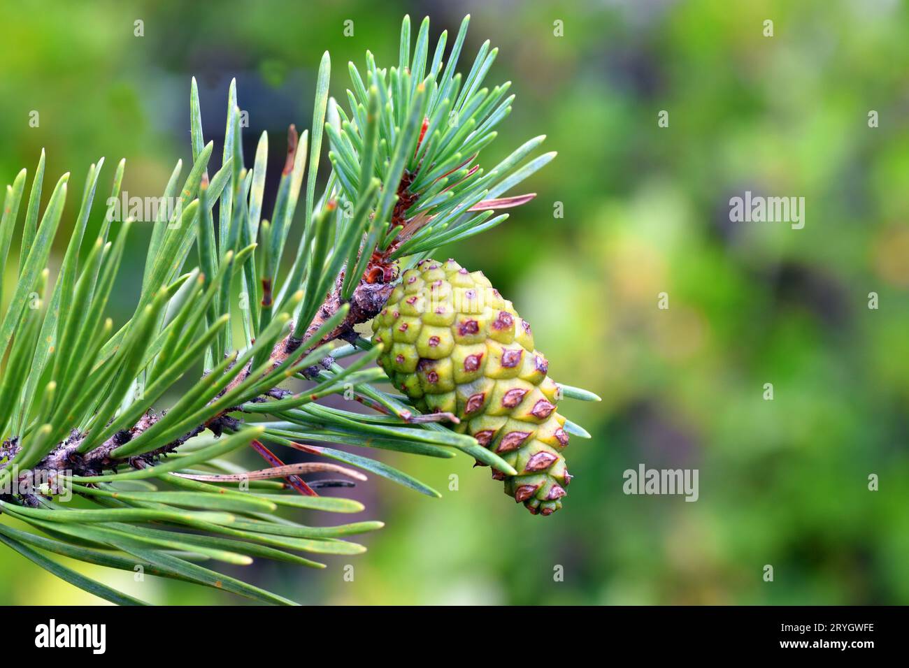 Pinus sylvestris seed hi-res stock photography and images - Alamy