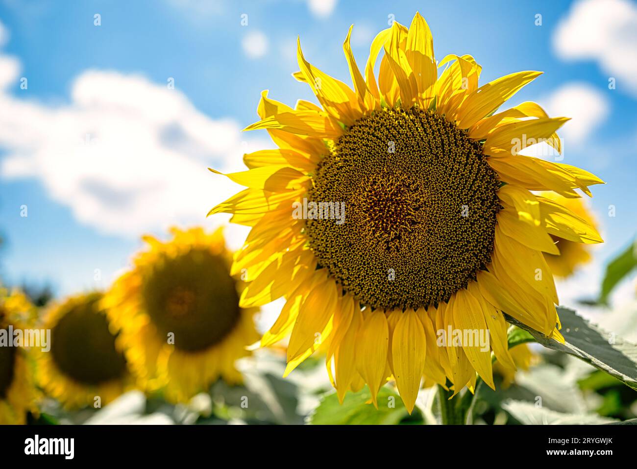 Healthy fresh sunflowers hi-res stock photography and images - Alamy
