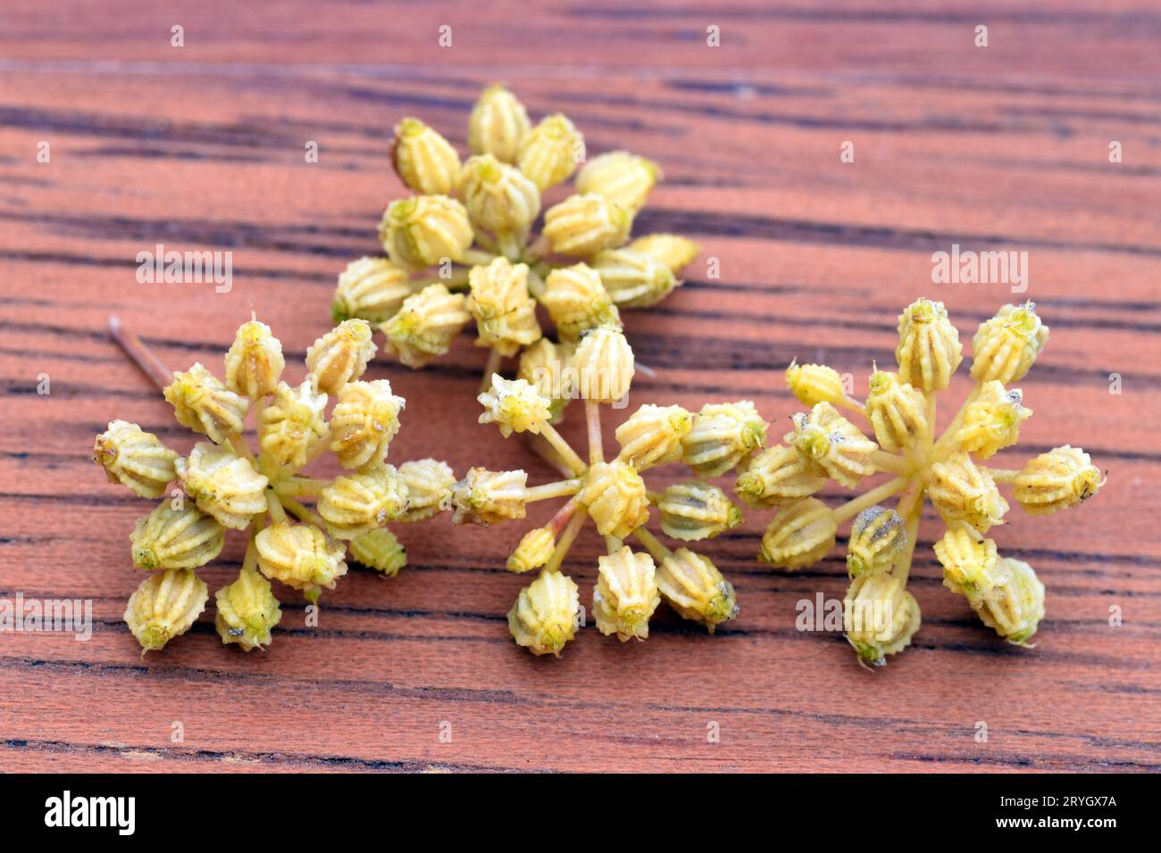 Conium maculatum seeds hi-res stock photography and images - Alamy