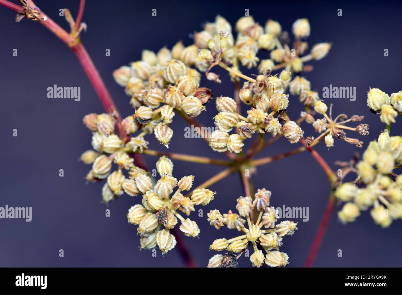 Detail of the fruits of the hemlock (Conium maculatum Stock Photo - Alamy