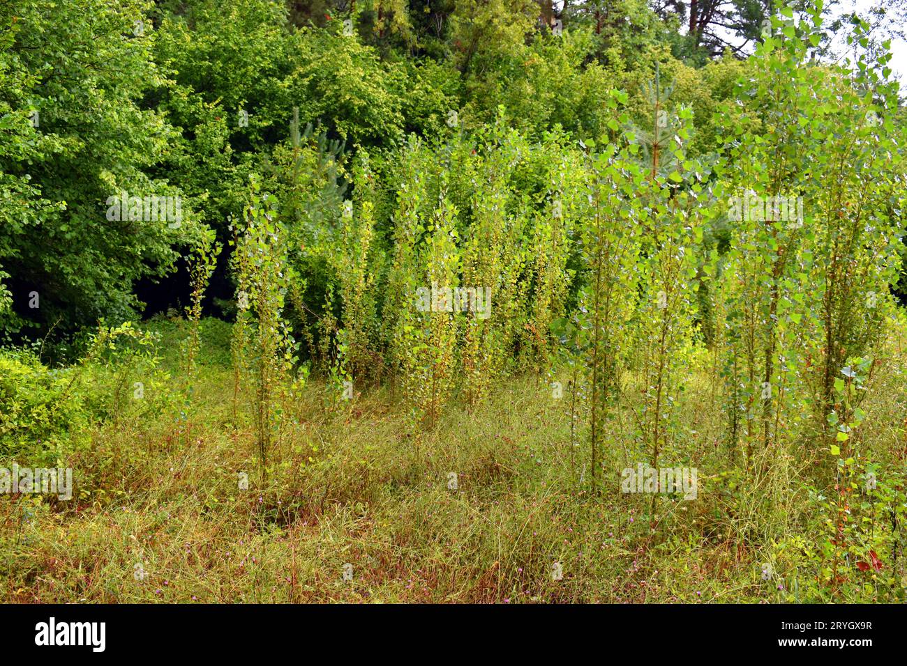 Spontaneous growth of the black poplar (Populus nigra) along the bank ...