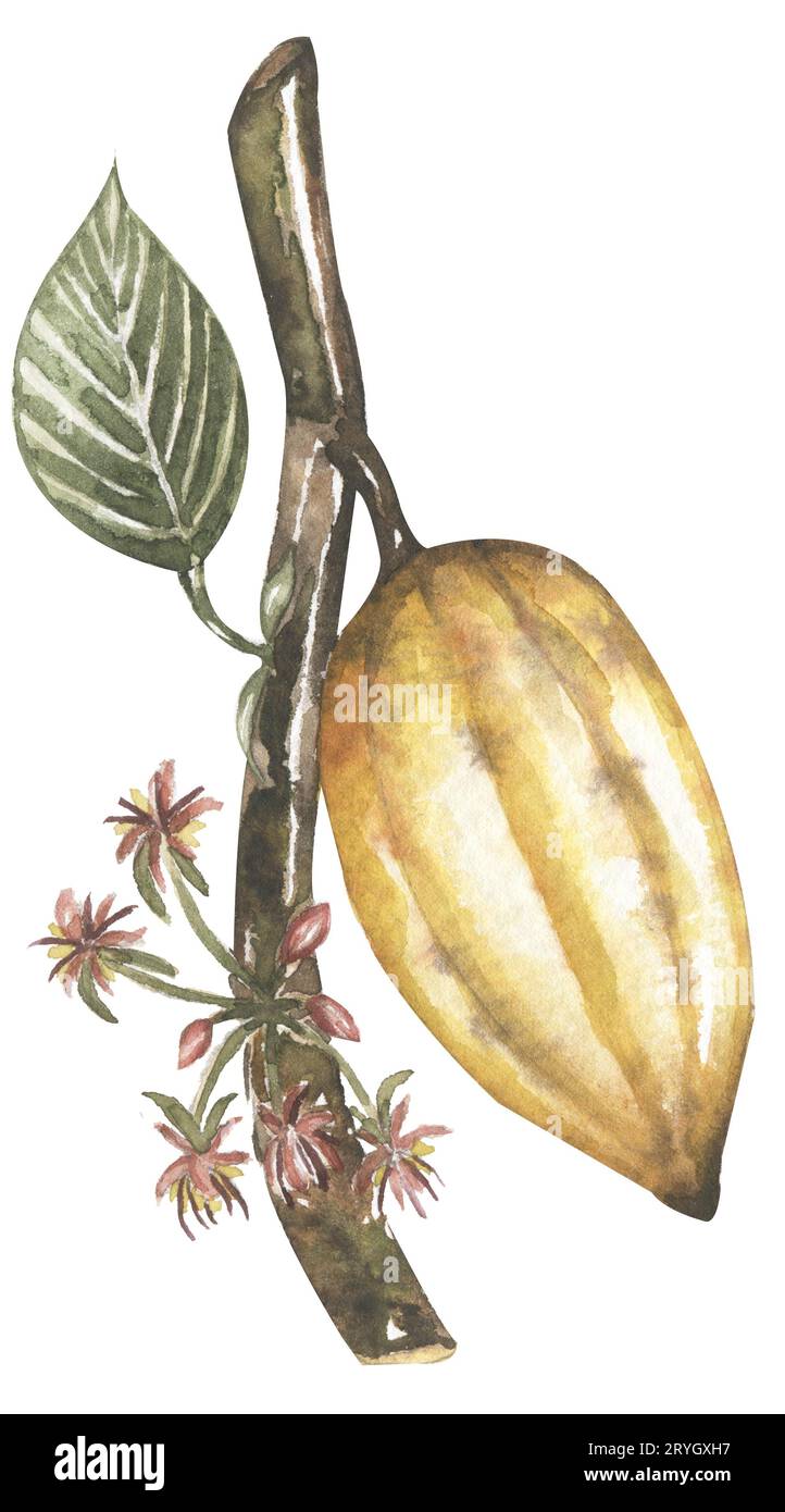 Watercolor Cacao pod illustration, cocoa clipart, graphic chocolate ...