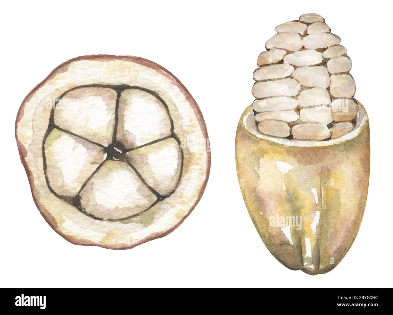 Watercolor Cacao pod illustration, cocoa clipart, graphic chocolate ...