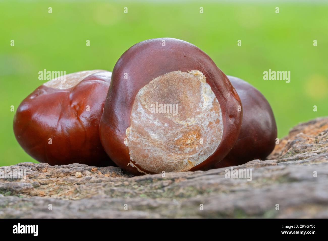 Three horse chestnuts Stock Photo - Alamy
