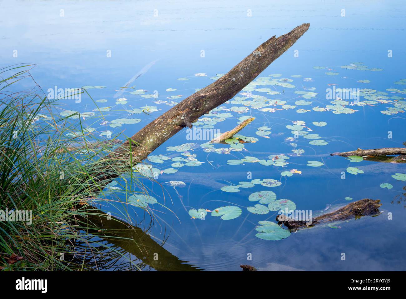Bank tree hi-res stock photography and images - Alamy