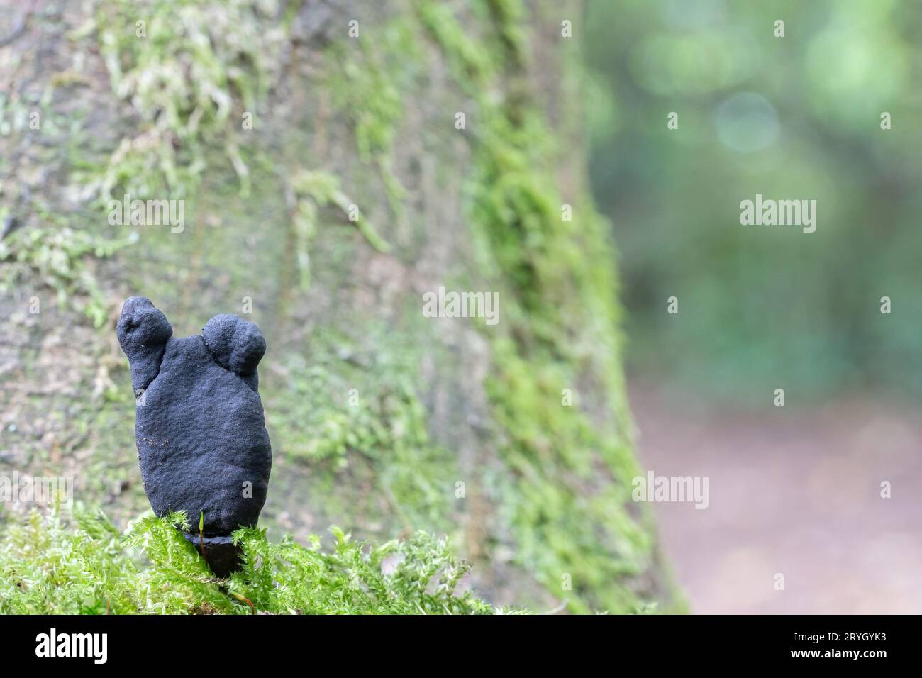 Dead mens fingers fungi hi-res stock photography and images - Alamy