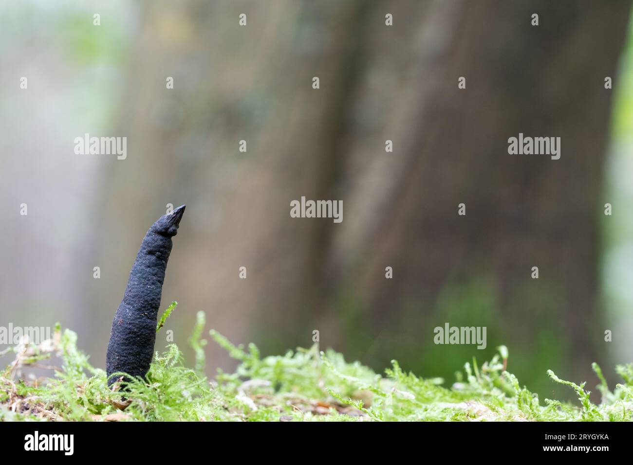 Dead mens fingers fungi hi-res stock photography and images - Alamy
