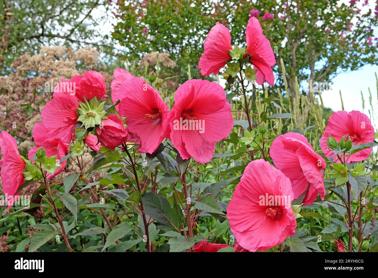 Red Hibiscus moscheutos, or Swamp Rose Mallow, ÔTangriÕ in flower Stock ...